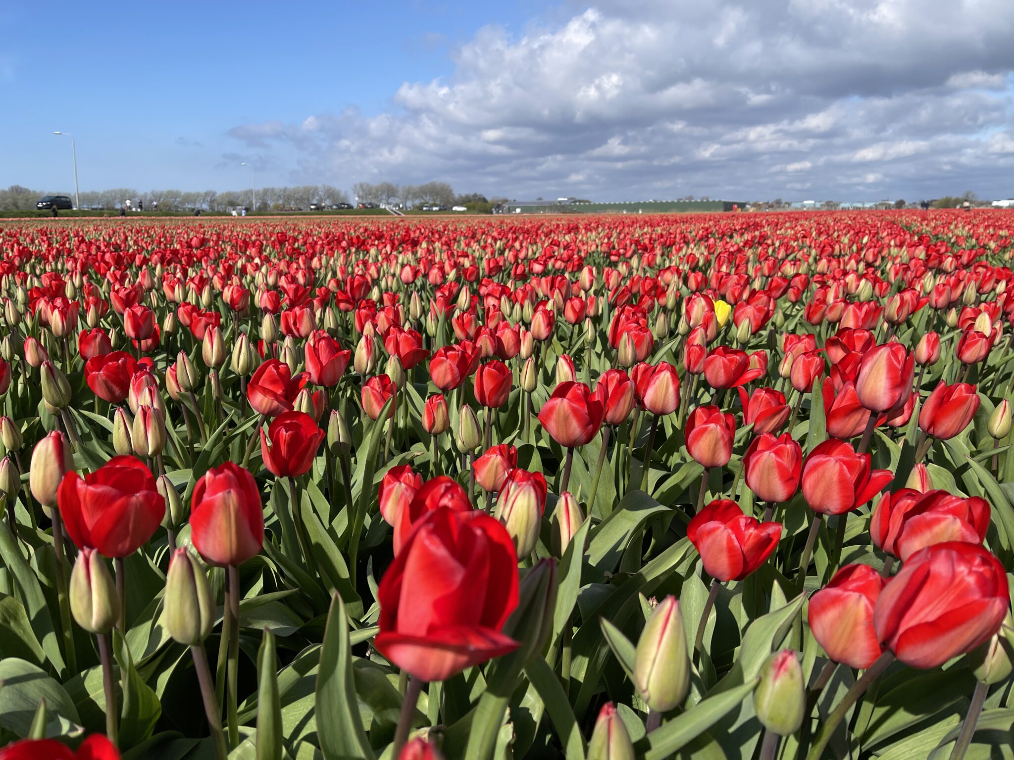 Dutch Tulip fields - Edo the Dutch Explorer